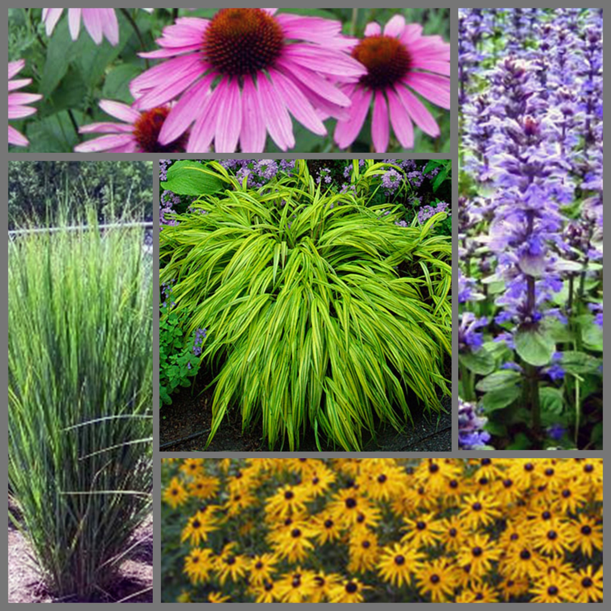 Foster Design Preferred Plants